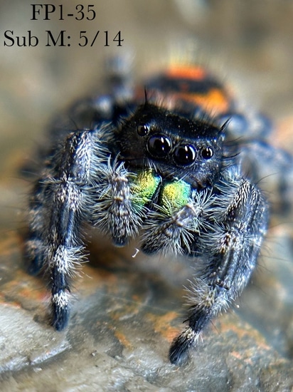 Subadult Male Big Bend Bryantae Phidippus Audax “Bold” Jumping Spider ...