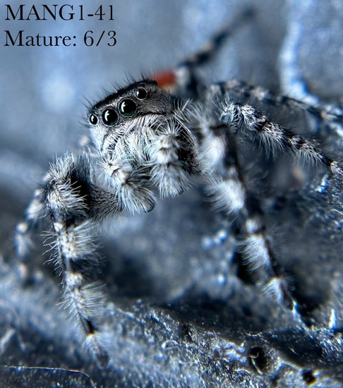 Adult Male Phidippus Adumbratus Jumping Spider by Georgia Jumper Dude