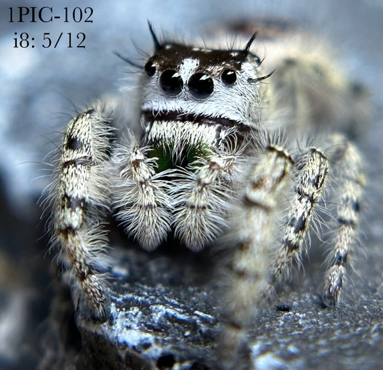 Subadult Female Phidippus Otiosus Jumping Spider Or “Canopy” Jumping ...