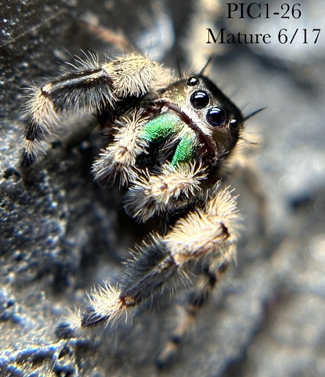 Adult Male Phidippus Otiosus Jumping Spider Or “Canopy” Jumping Spider ...