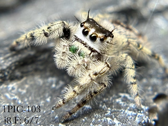 Subadult Female Phidippus Otiosus Jumping Spider Or “Canopy” Jumping ...
