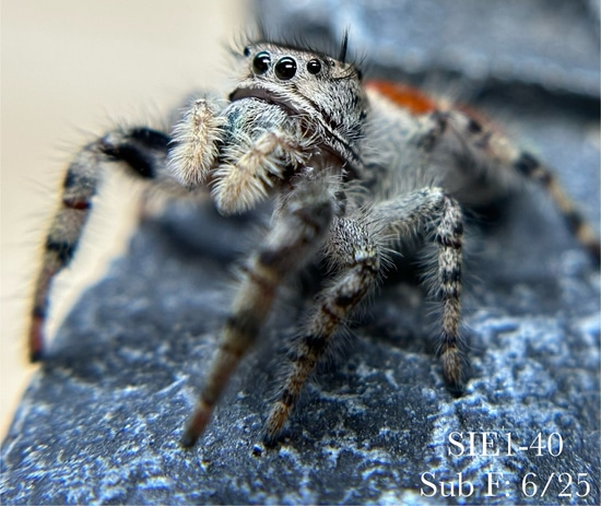 Subadult Female Phidippus Adumbratus Jumping Spider by Georgia Jumper Dude