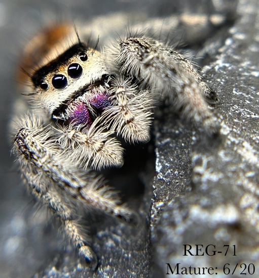 Mature Female Phidippus Regius “Regal” Jumping Spider by Georgia Jumper ...