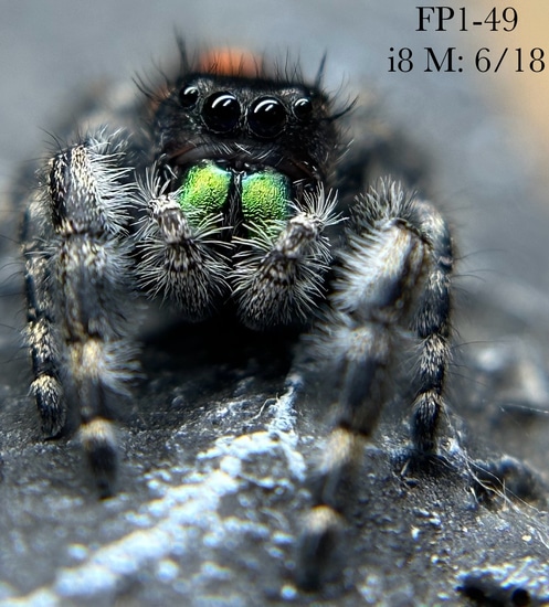 Subadult Male Big Bend Bryantae Phidippus Audax “Bold” Jumping Spider ...