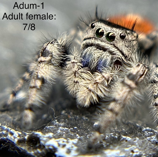 Mature Female Phidippus Adumbratus Jumping Spider by Georgia Jumper Dude