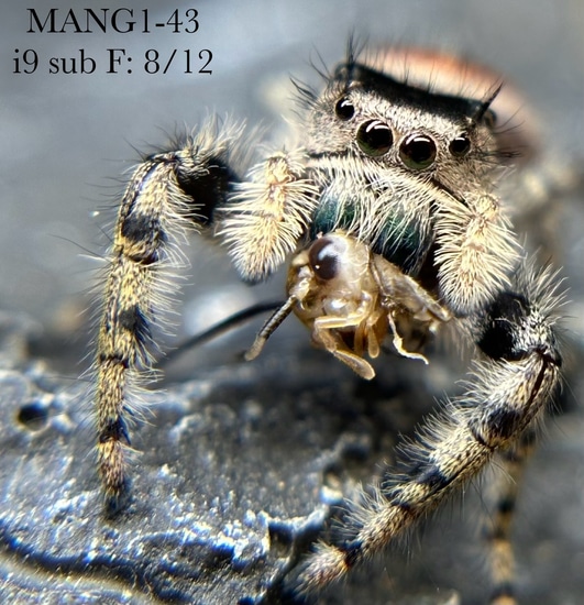Subadult Female Phidippus Adumbratus Jumping Spider by Georgia Jumper Dude