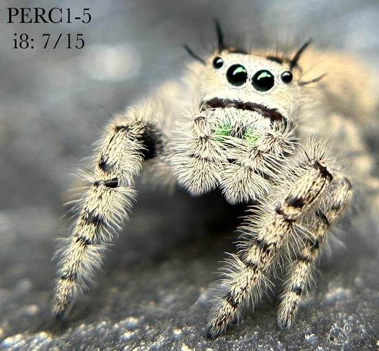 Phidippus Otiosus Jumping Spider Or “Canopy” Jumping Spider by Georgia ...