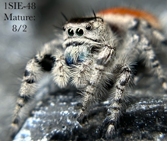 Subadult Female Phidippus Adumbratus Jumping Spider by Georgia Jumper Dude