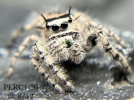 Subadult Male Phidippus Otiosus Jumping Spider Or “Canopy” Jumping ...