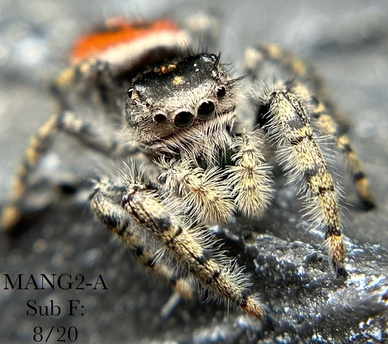 Subadult Female Phidippus Adumbratus Jumping Spider by Georgia Jumper Dude