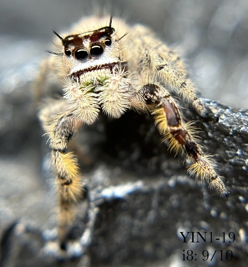 Subadult Female Phidippus Otiosus Jumping Spider Or “Canopy” Jumping ...