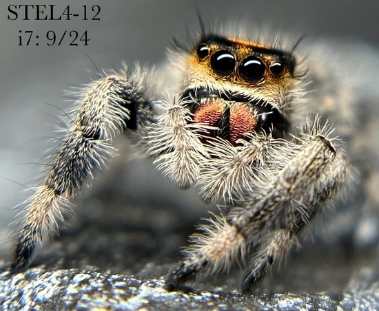 Juvenile Female Phidippus Regius “Regal” Jumping Spider by Georgia ...