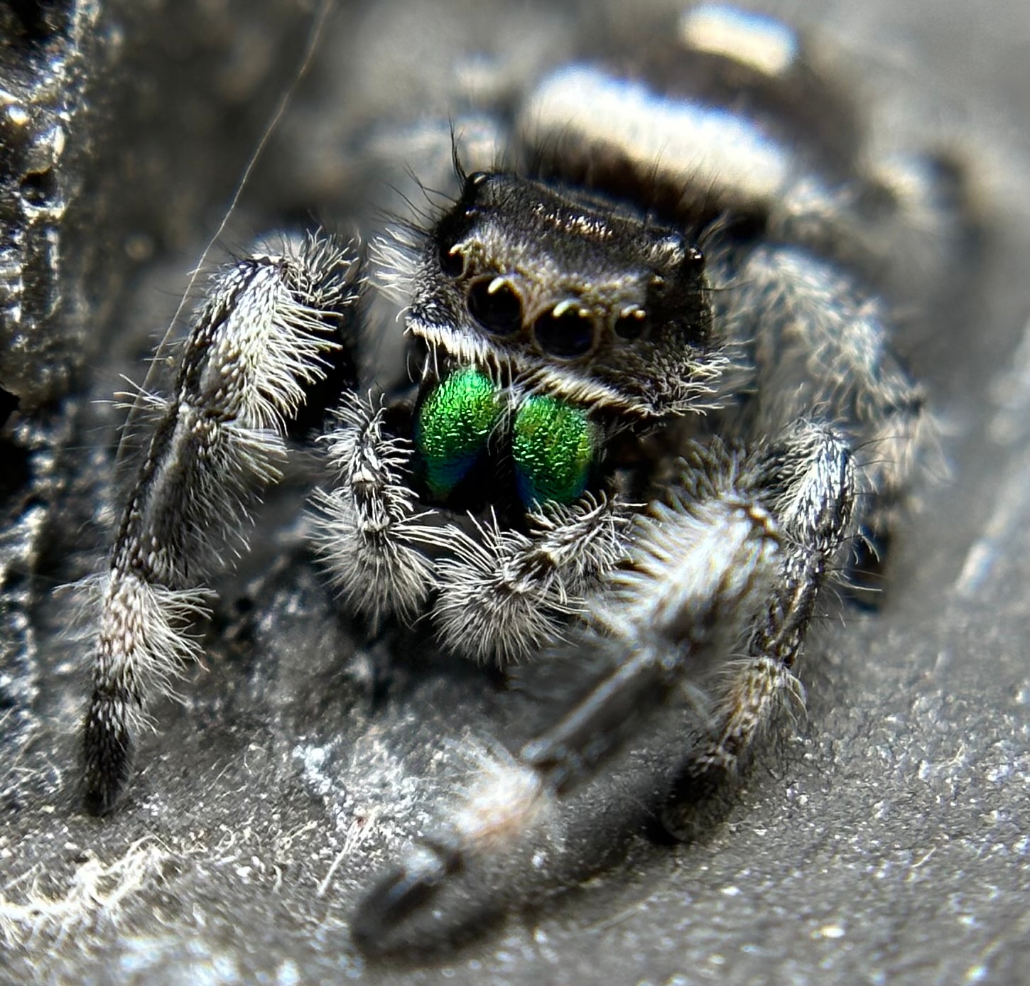 Subadult Male Phidippus Regius “Regal” jumping spider