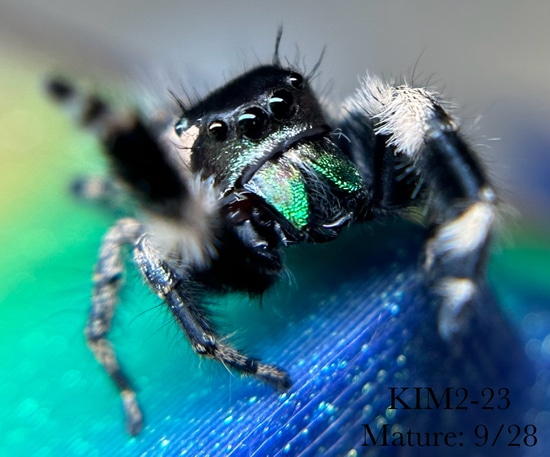 Mature Male FL Variant Phidippus Otiosus Jumping Spider Or “Canopy ...