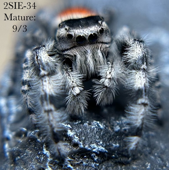 Mature Male Phidippus Adumbratus Jumping Spider by Georgia Jumper Dude