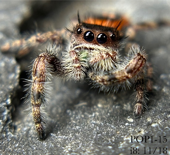 Pop1 15 Subadult Unsexed Phidippus Princeps Pulcherrimus Jumping Spider By Georgia Jumper Dude