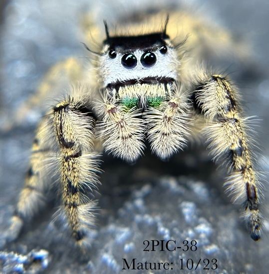 2PIC-38 Mature Female Phidippus Otiosus Jumping Spider Or “Canopy ...