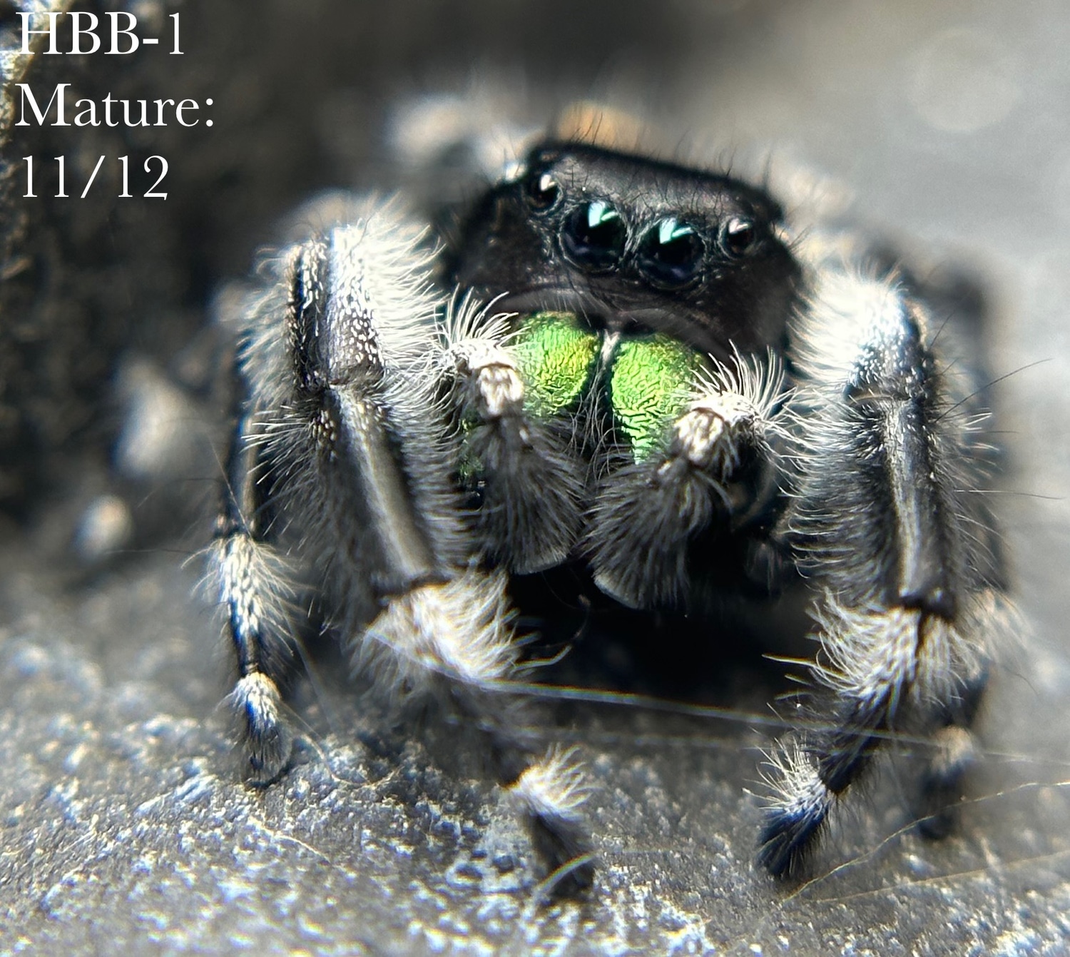 HBB-1 Mature Male Bryantae Phidippus Audax “Bold” jumping spider