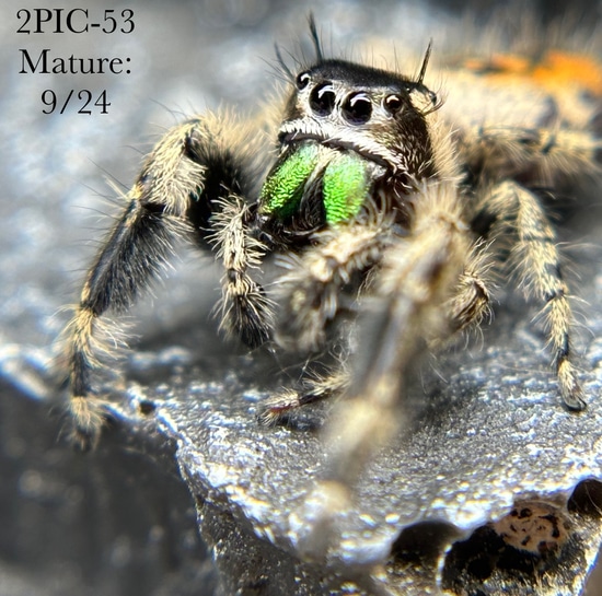 2PIC-53 Mature Male Phidippus Otiosus Jumping Spider Or “Canopy ...