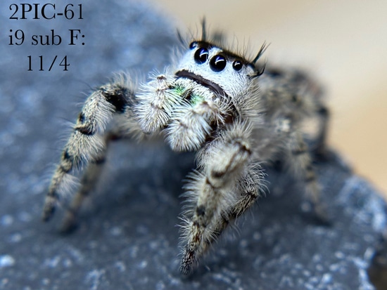 2PIC-61 Subadult Female Phidippus Otiosus Jumping Spider Or “Canopy ...