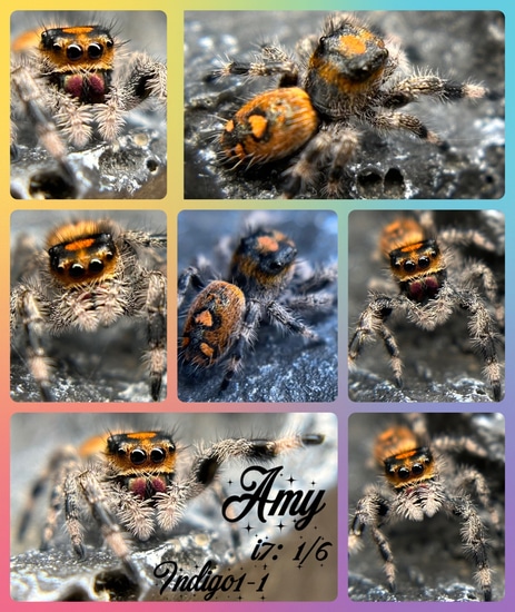 Indigo Girls- (2 Pack) Juvenile Females Phidippus Regius “Regal ...