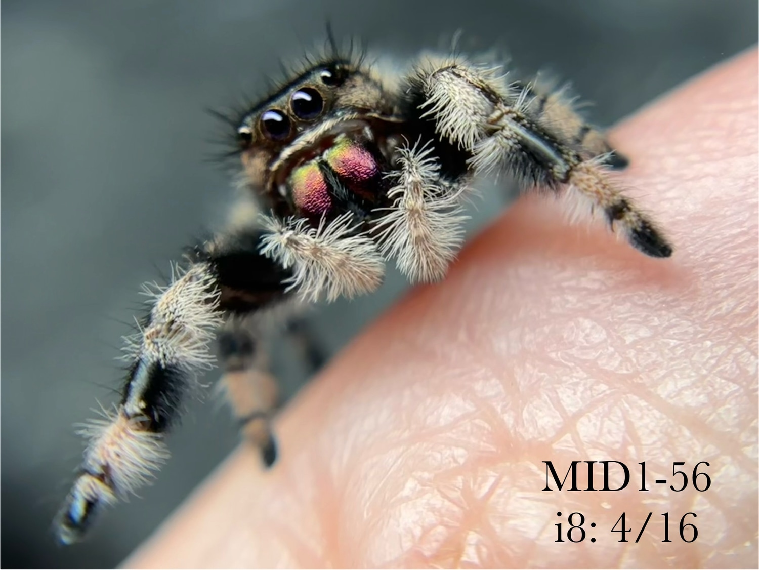 MID1-56 Subadult Female Apalachicola Phidippus Regius “Regal” jumping ...
