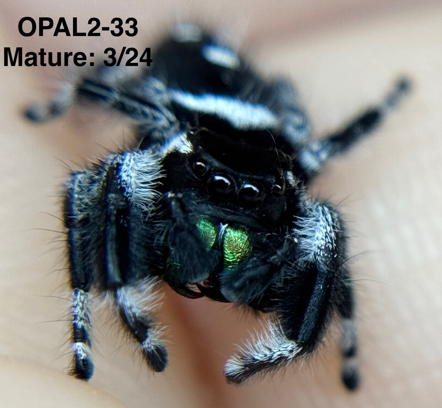 2OPAL-33 Adult Male Apalachicola Phidippus Regius “Regal” jumping spider
