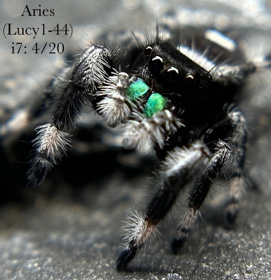 ARIES Juvenile Male Phidippus Regius “Regal” Jumping Spider by Georgia ...