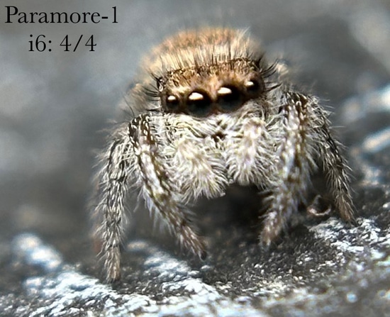 PARAMORE-1 Unsexed Juvenile Phidippus Octopunctatus Jumping Spider by ...
