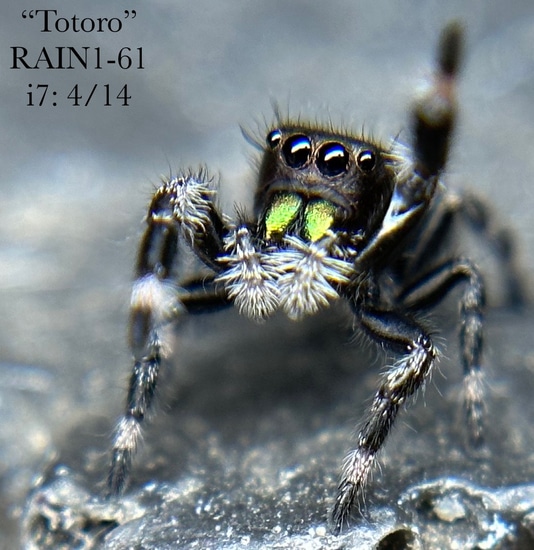 Totoro Juvenile Male Phidippus Regius “Regal” Jumping Spider by Georgia ...