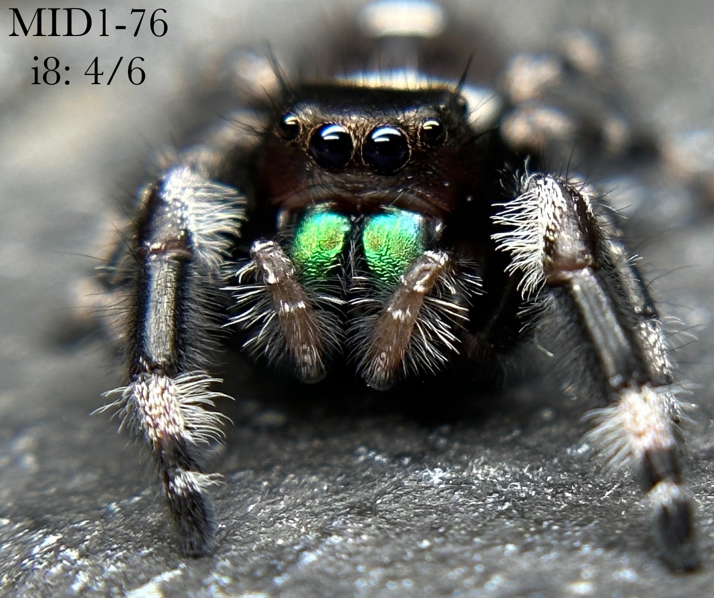 MID1-76 Subadult Male Phidippus Regius “Regal” jumping spider
