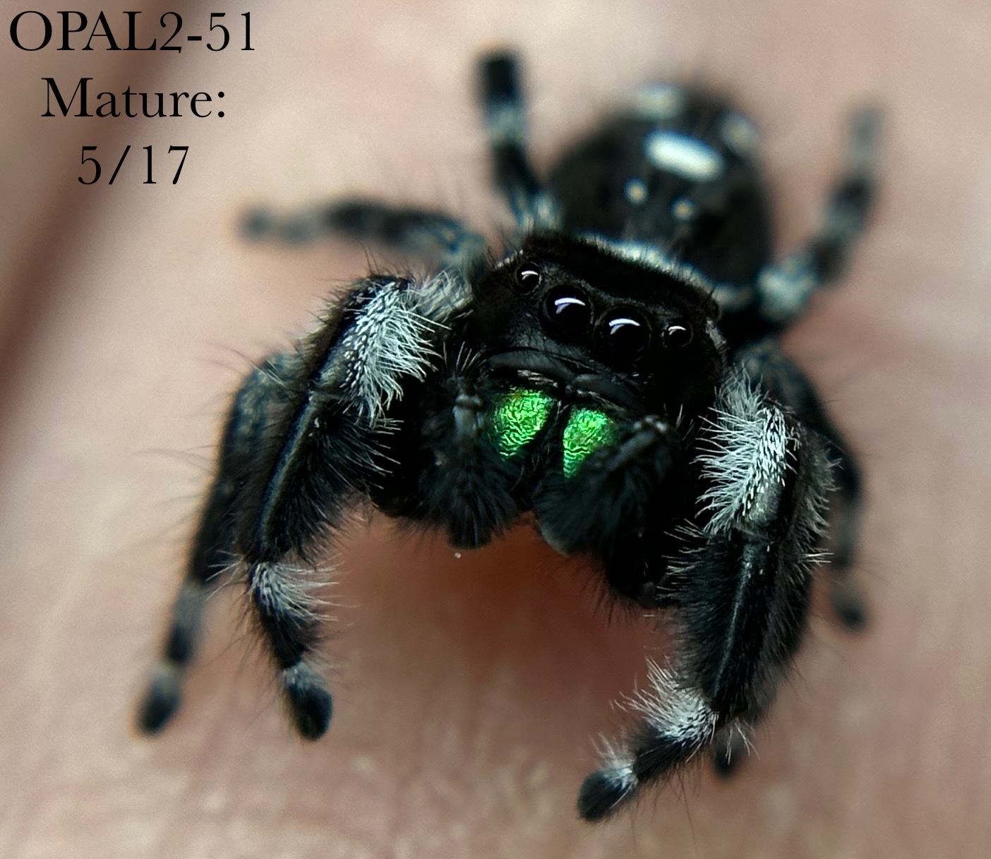 OPAL2-51 Mature Male Phidippus Regius “Regal” jumping spider