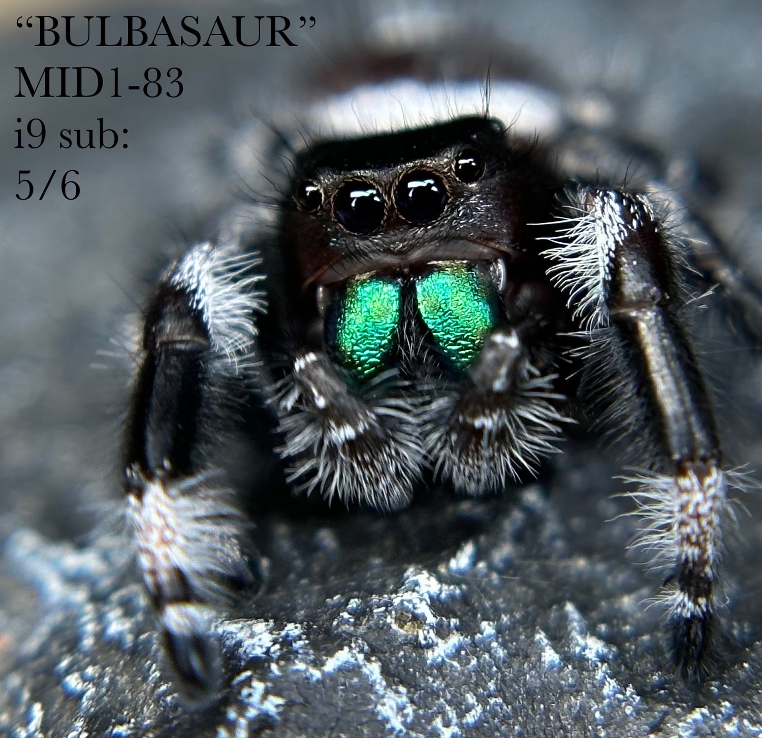 “BULBASAUR” Subadult Male Apalachicola Phidippus Regius “Regal” jumping ...