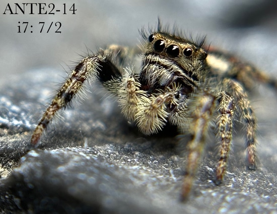 ANTE2-14 Unsexed Juvenile Phidippus Adumbratus Jumping Spider by ...