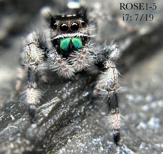 ROSE1-5 Juvenile Male Phidippus Regius “Regal” Jumping Spider by ...