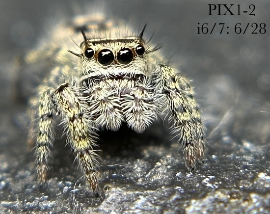 PIX1-2 Juvenile Unsexed Northern Phidippus Otiosus Jumping Spider Or ...