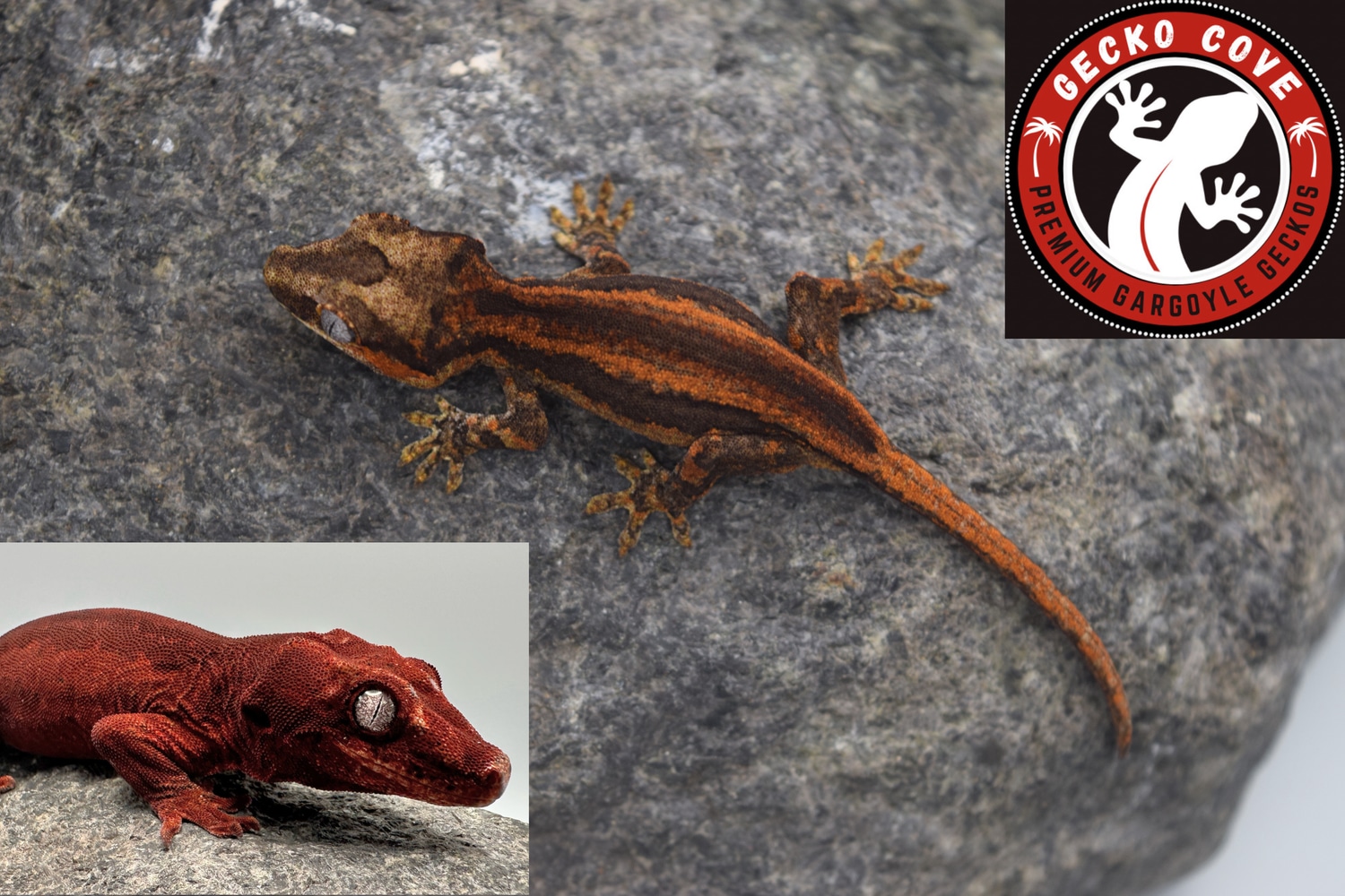 (Praslin X Eve) Super Red Gargoyle! Real Red! Gargoyle Gecko by Gecko ...