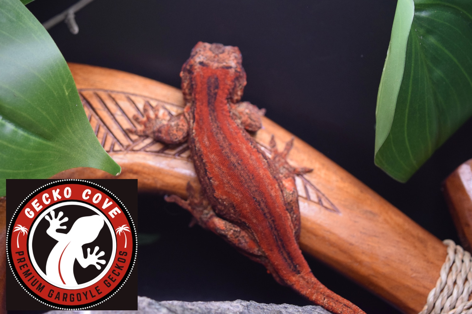 Limited Time Male RTB Proven Red Gargoyle Gargoyle Gecko by Gecko Cove ...