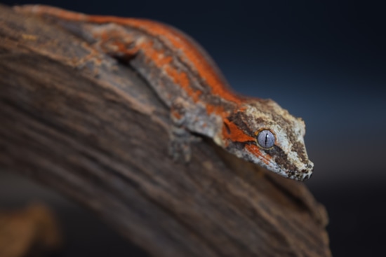Holdback Release - Cook Gargoyle Gecko by Gecko Cove