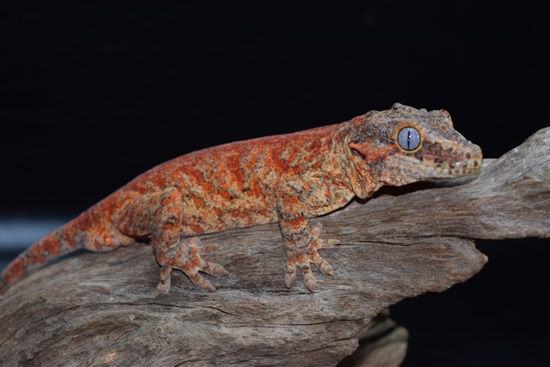 Fiji Gargoyle Gecko by Gecko Cove