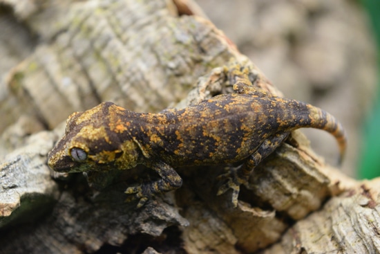 Fiji X Aruba F2 + Free Mystery Clutchmate Gargoyle Gecko by Gecko Cove