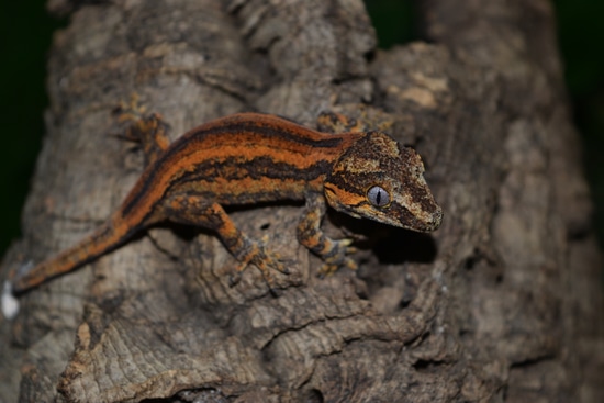 H20 Group 5 Stripe Gargoyle Gecko by Gecko Cove