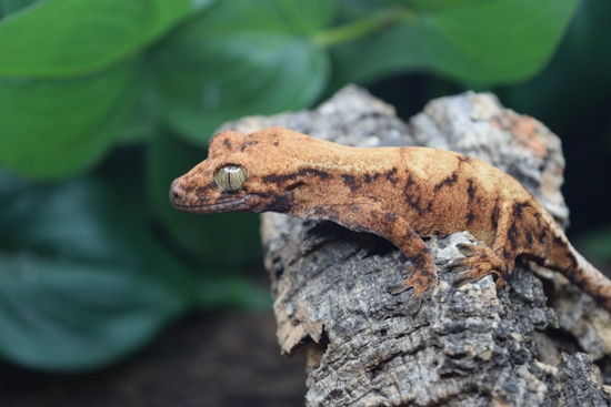 Orange Tiger Stripe Hyrbird (PI Chewy X Crested Gecko) / Free Shipping ...
