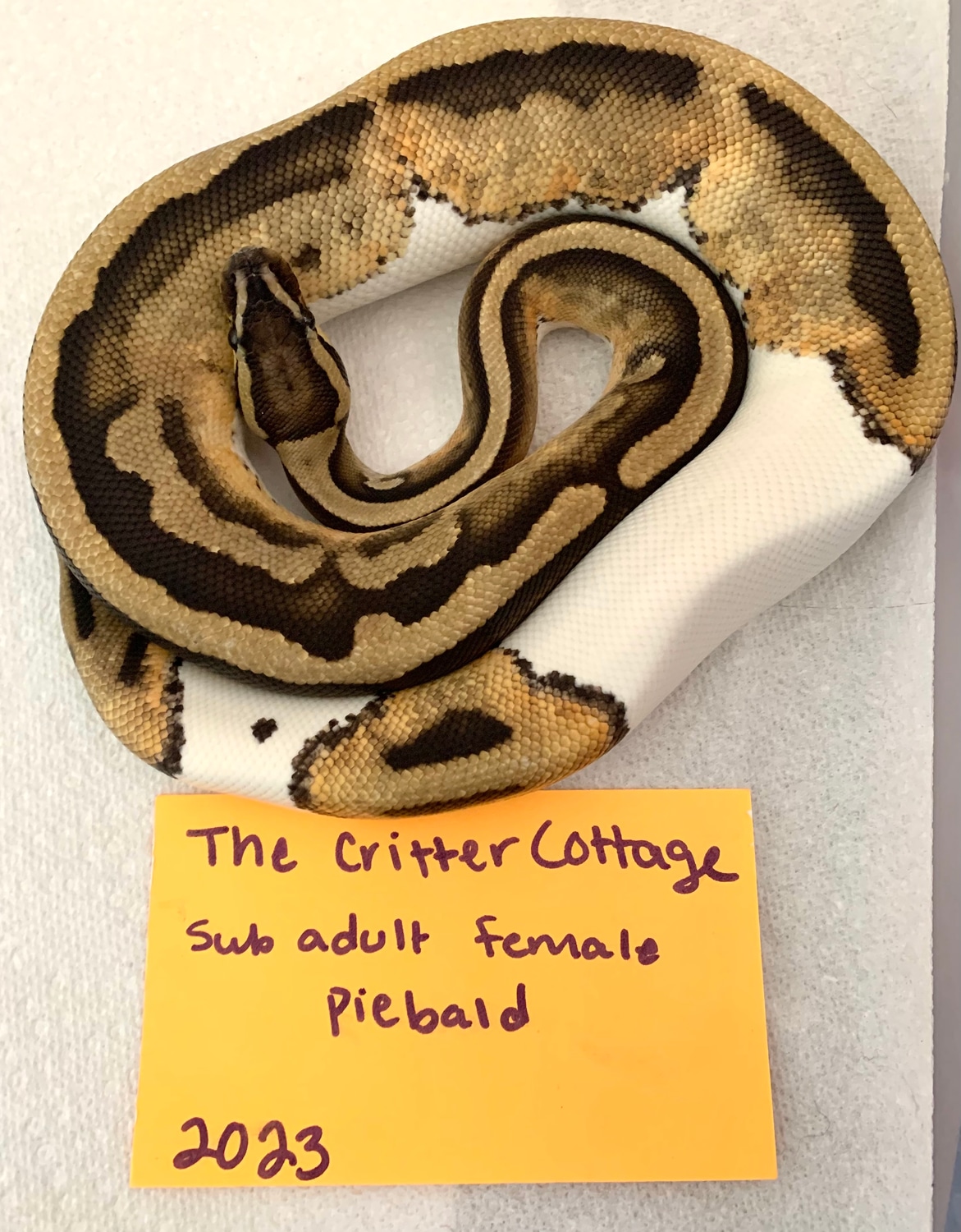 Piebald Ball Python by The Critter Cottage - MorphMarket