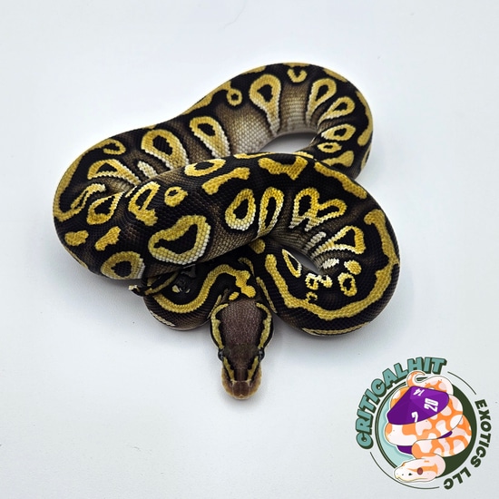 Pastave DH Hypo Clown Ball Python by Critical Hit Exotics