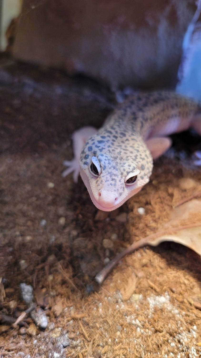 Mack Snow Eclipse Leopard Gecko by Get Bit Reptiles LLC - MorphMarket