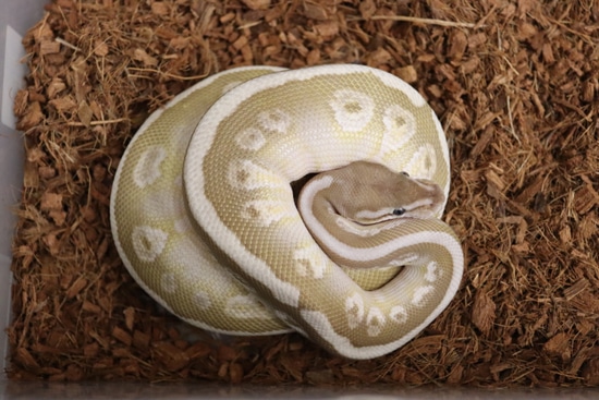 Lesser Hidden Gene Woma Ball Python by Gethissed