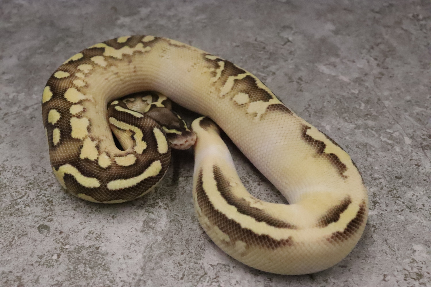 Pastel/bongo/enchi Ball Python by Gethissed - MorphMarket