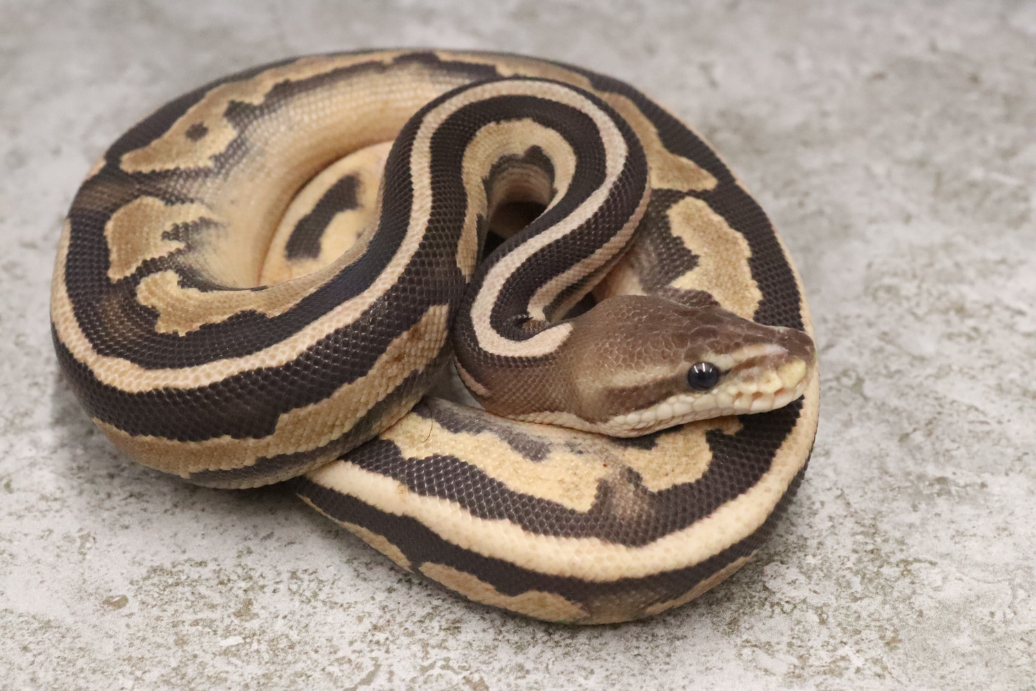Bongo/Cinnamon Ball Python by Gethissed - MorphMarket