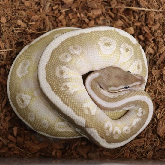 Lesser Ball Python by Gethissed